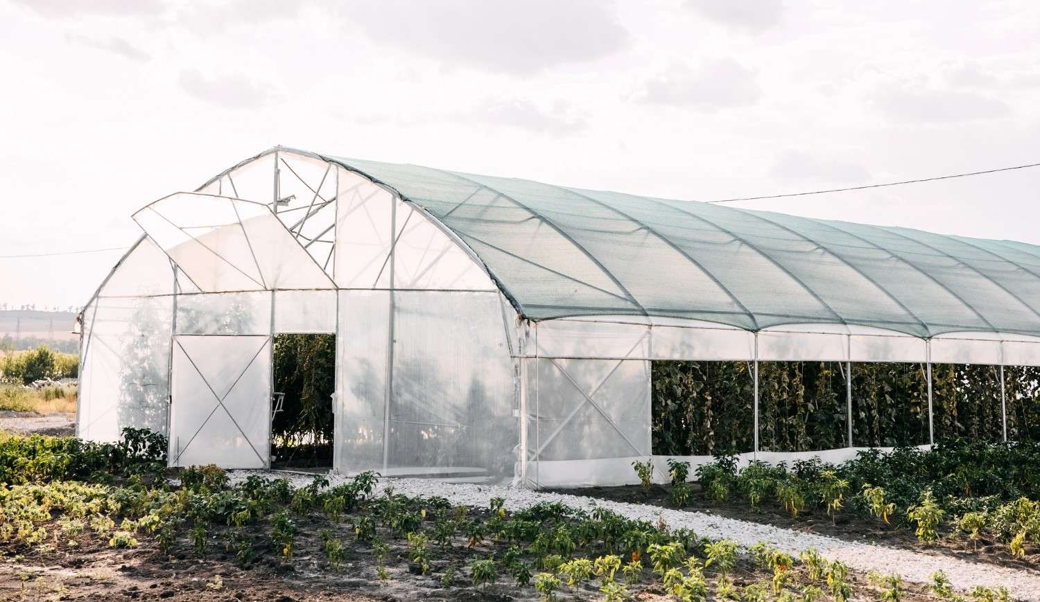 What is Greenhouse Automation and How Does it Revolutionize Cultivation ...