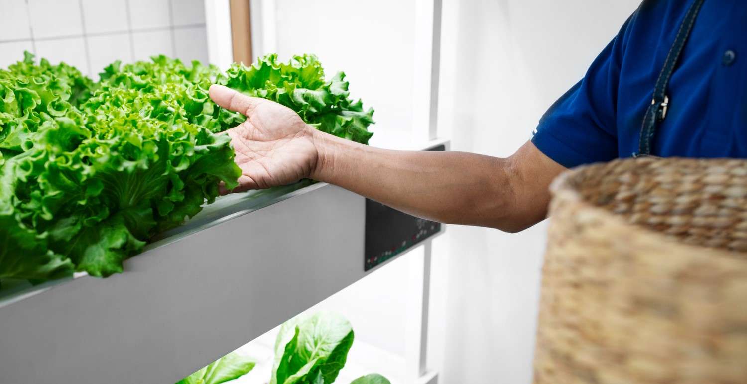 Container Farming: A Dive into Enclosed Agriculture - Axalyn